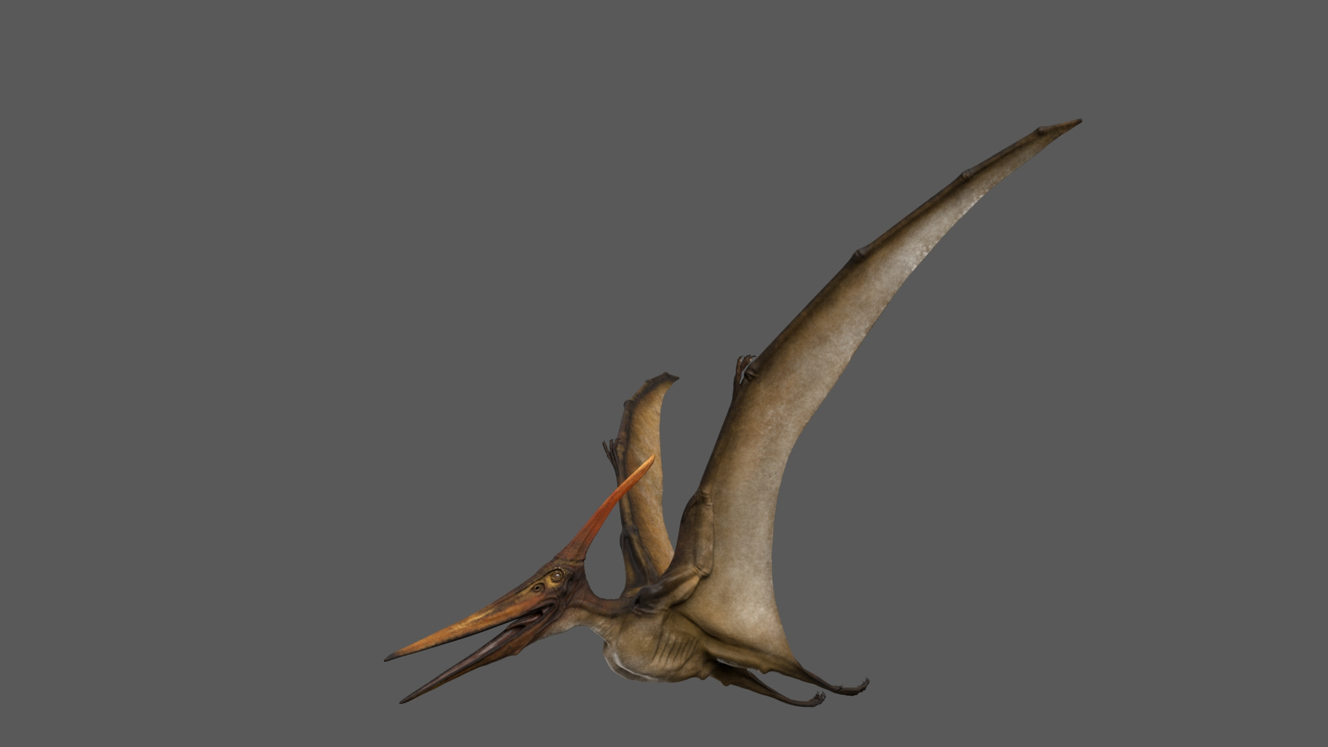 3D Rigged Pteranodon Longiceps - TurboSquid 1519330