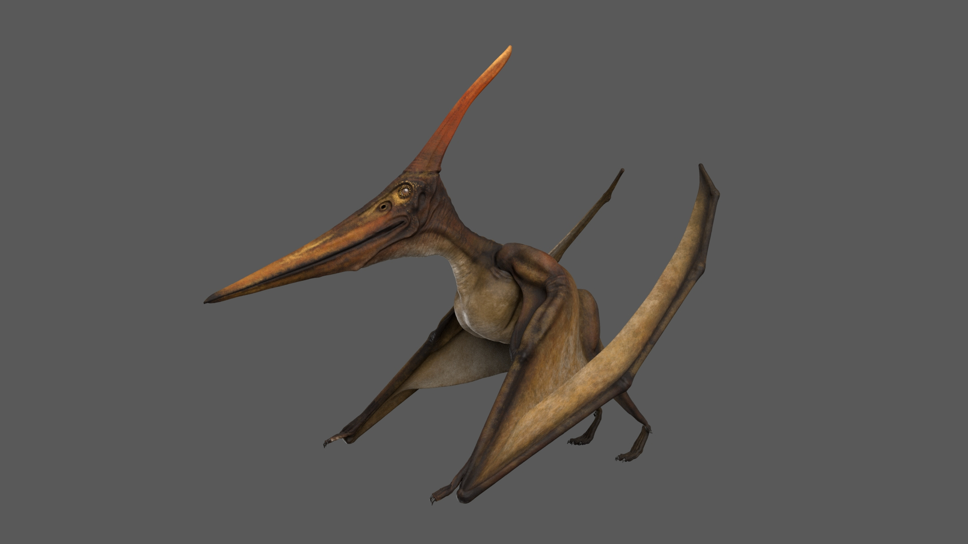 3D Rigged Pteranodon Longiceps - TurboSquid 1519330