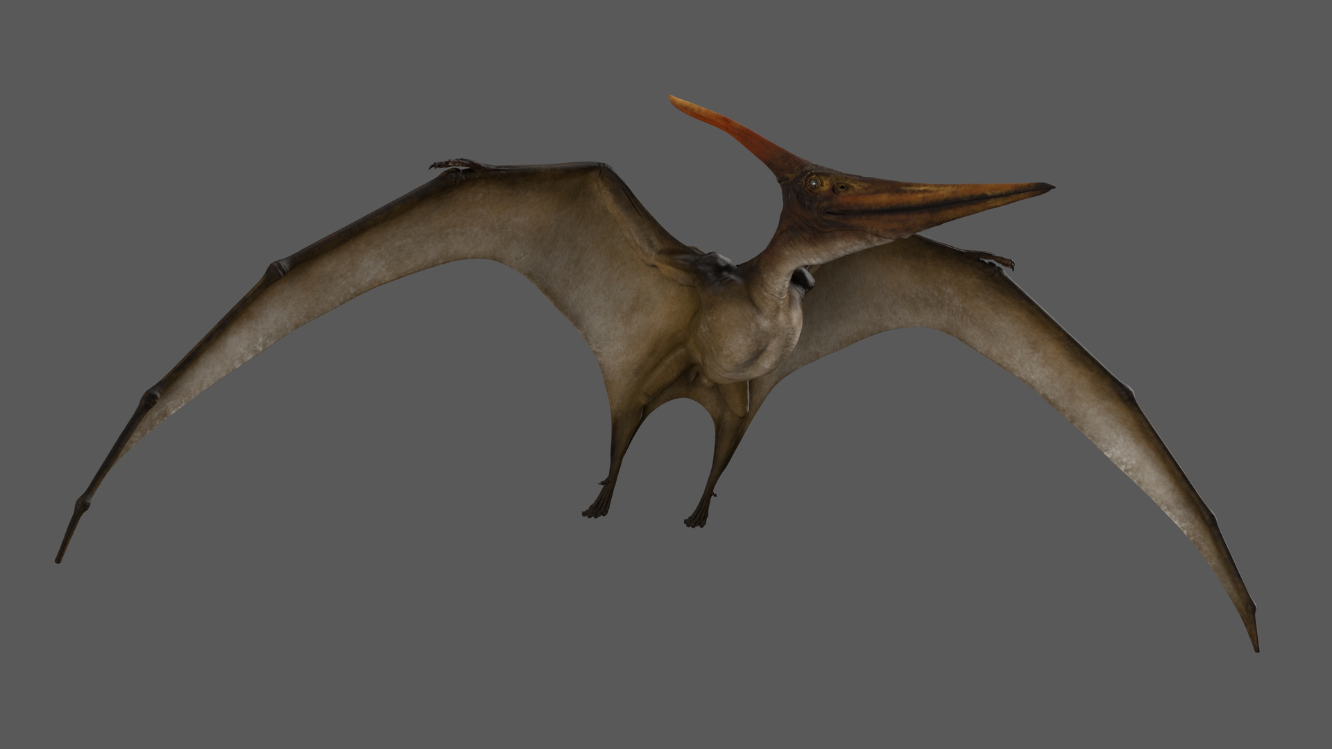 3D rigged pteranodon longiceps - TurboSquid 1519330