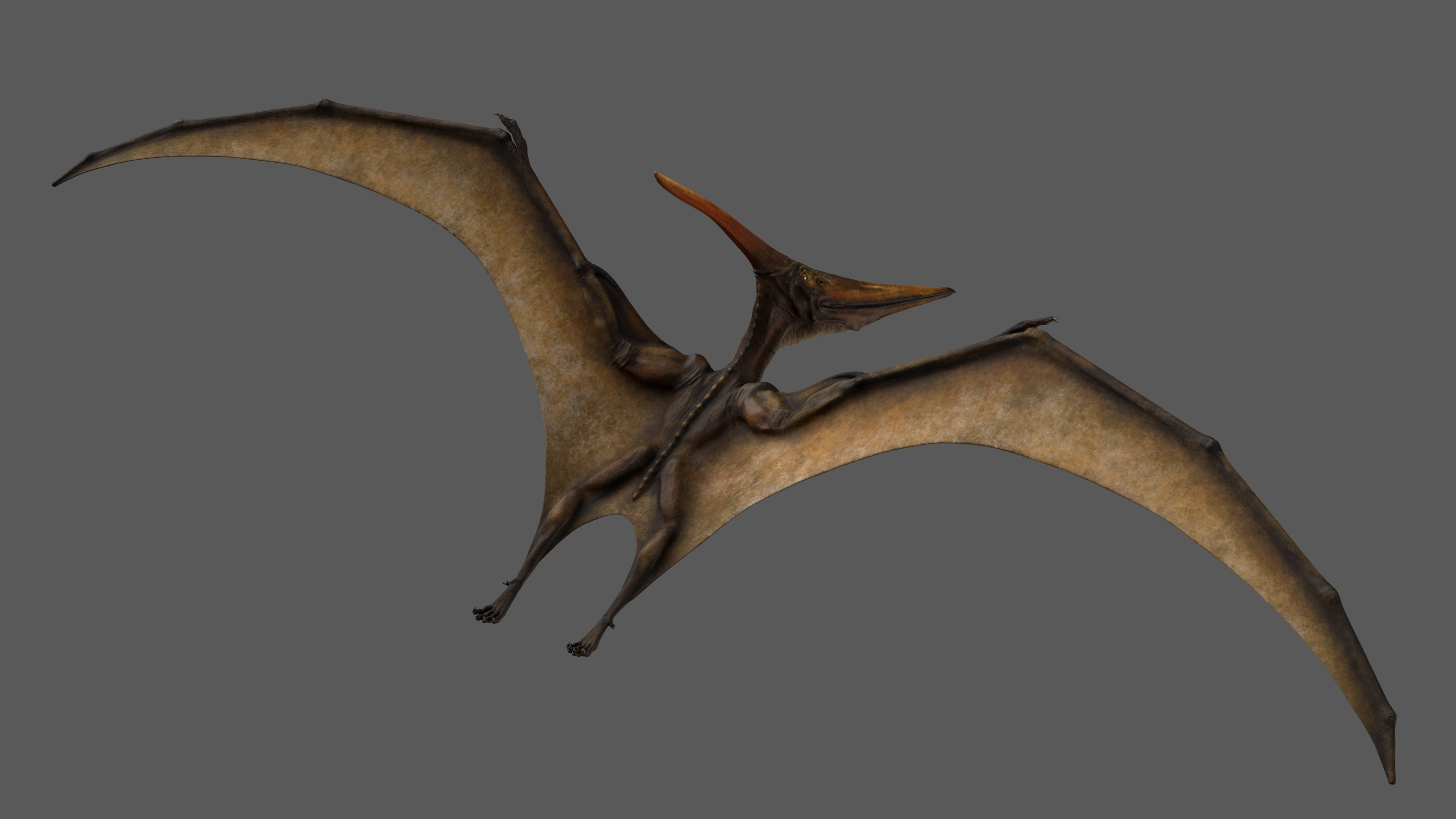 3D rigged pteranodon longiceps - TurboSquid 1519330