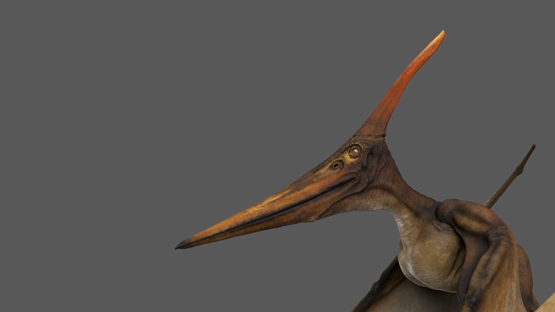 modelo 3d Pteranodon Longiceps aparejado - TurboSquid 1519330