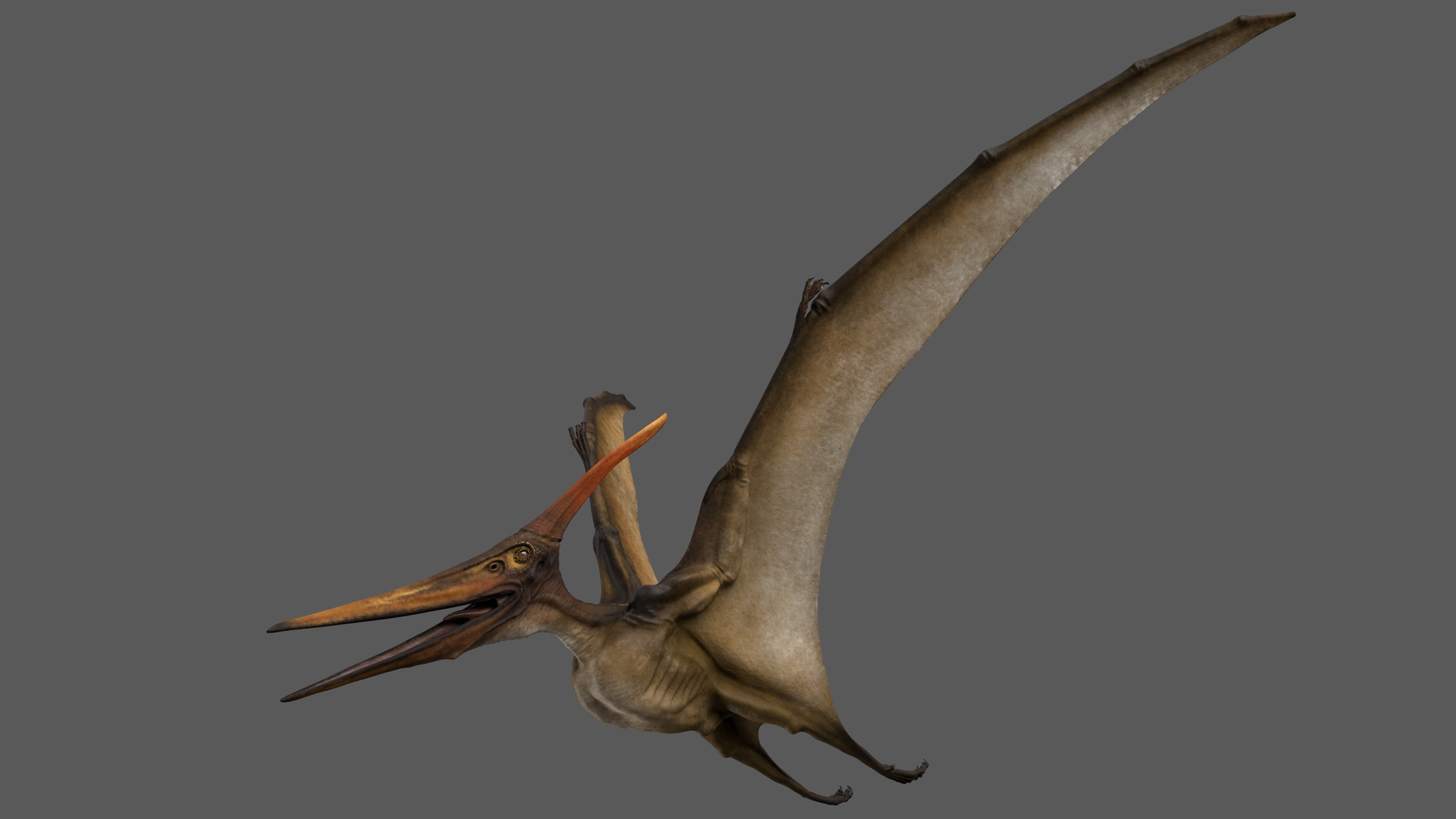 3D rigged pteranodon longiceps - TurboSquid 1519330