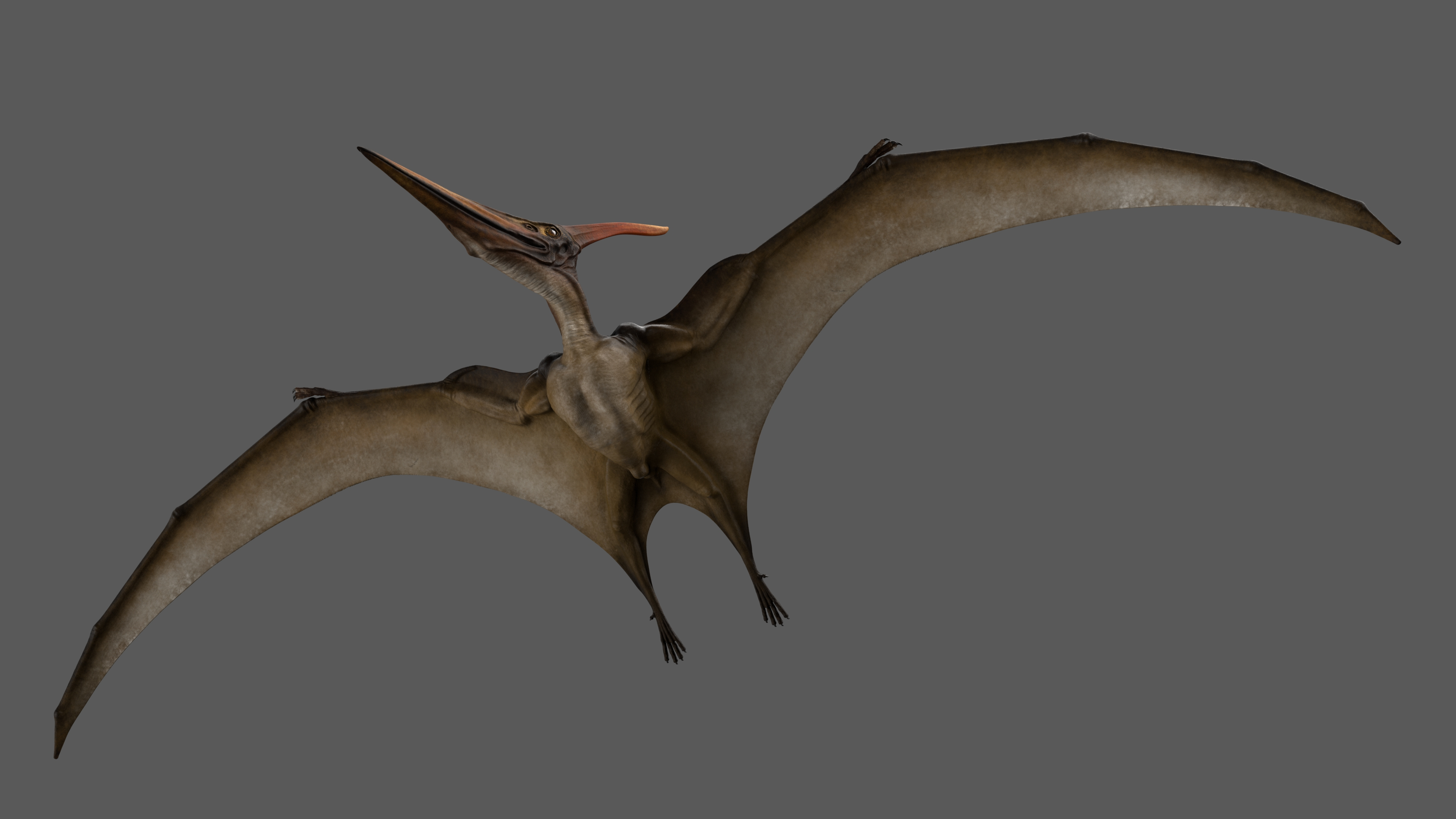3D rigged pteranodon longiceps - TurboSquid 1519330