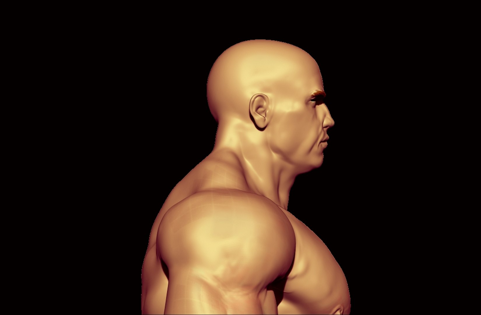 Bodybuilder Anatomy 3D Model - TurboSquid 1557784