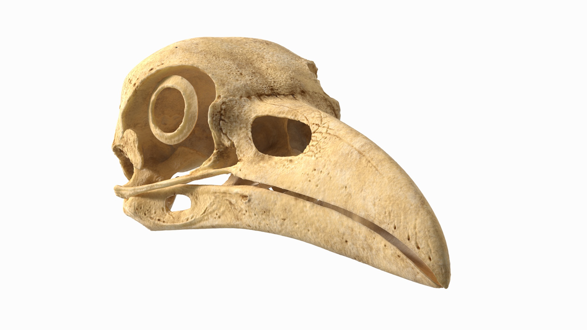 Columba Livia Skull With Orbital Bone 3D Model - TurboSquid 2376578