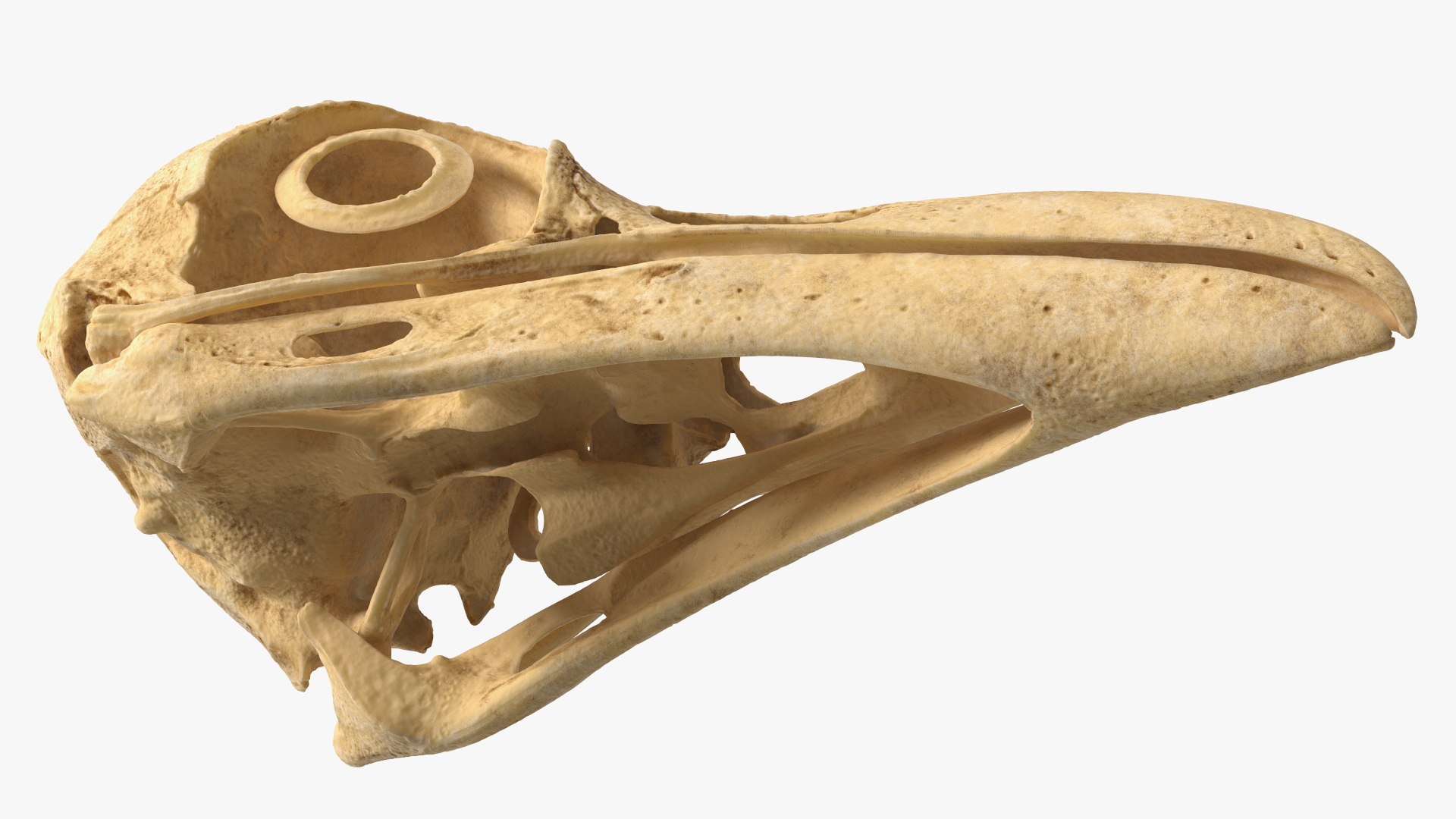 Columba Livia Skull With Orbital Bone 3D Model - TurboSquid 2376578