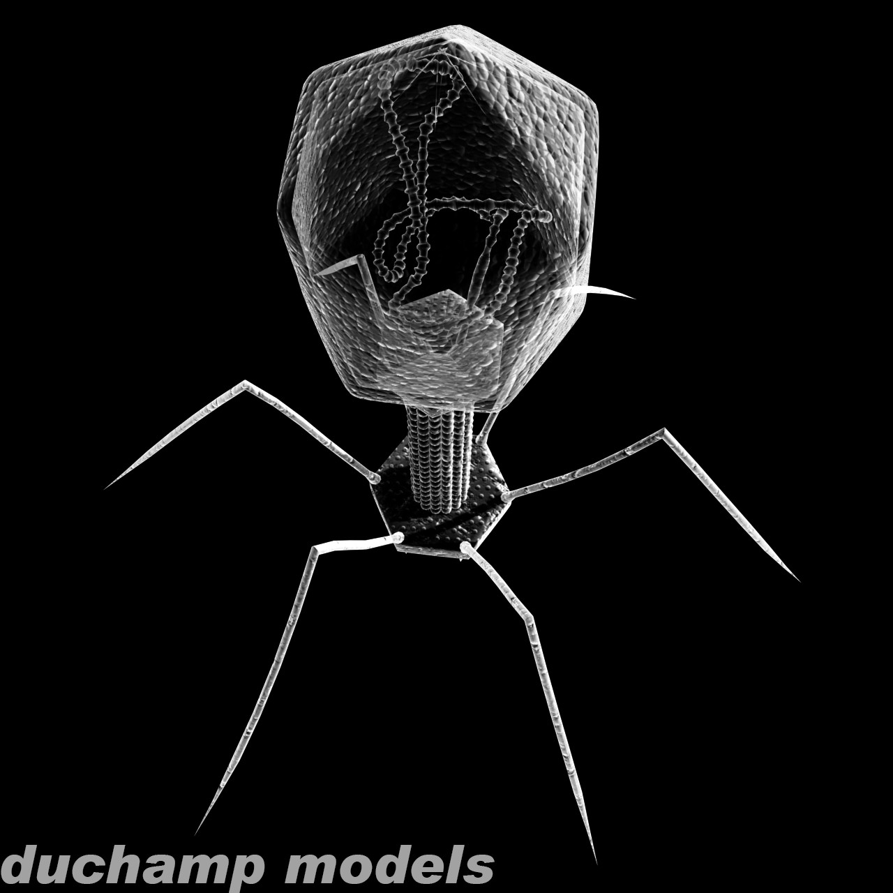 3D 3D Studio bacteriophage virus phage