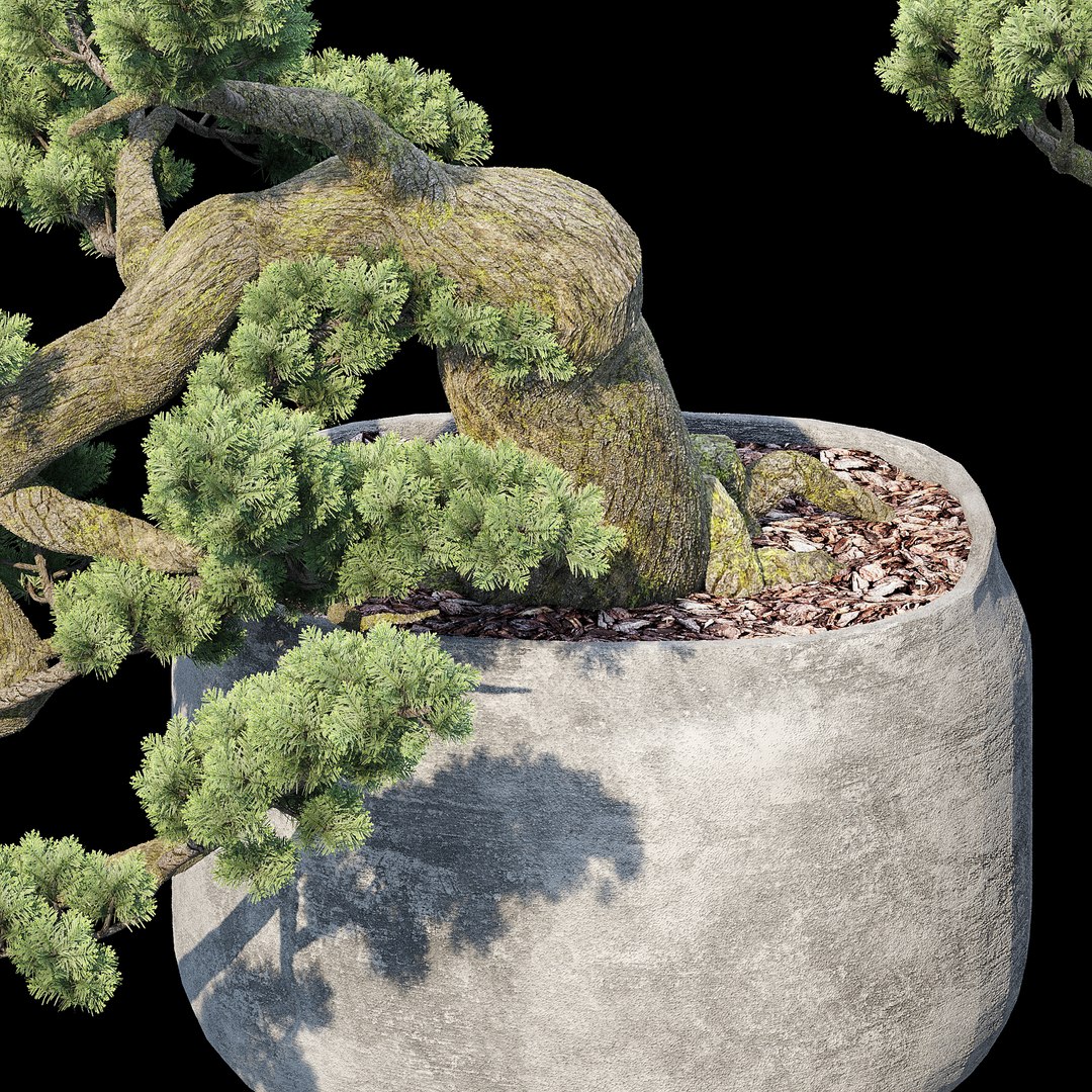 3D Bonsai - TurboSquid 2017466