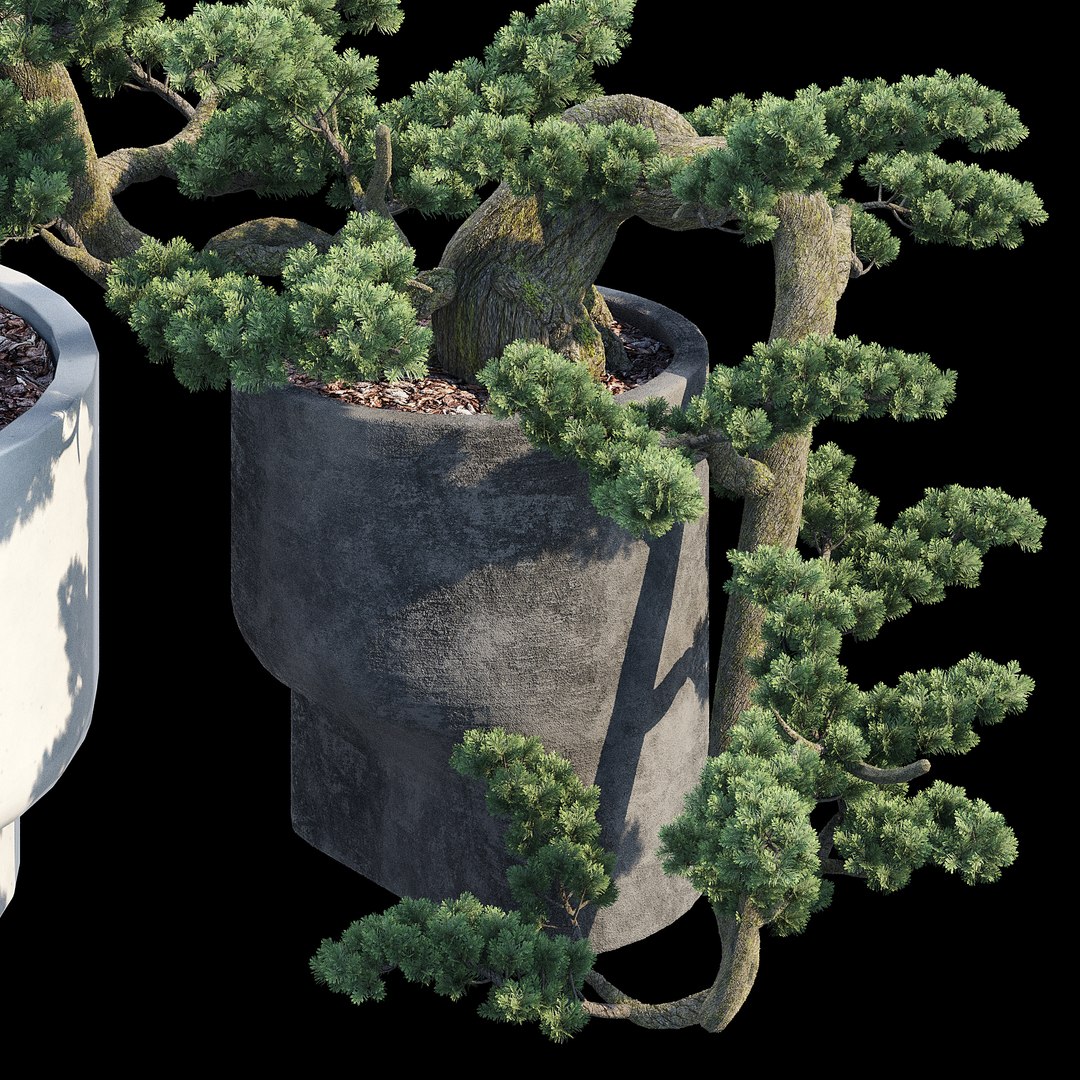 3D Bonsai - TurboSquid 2017466