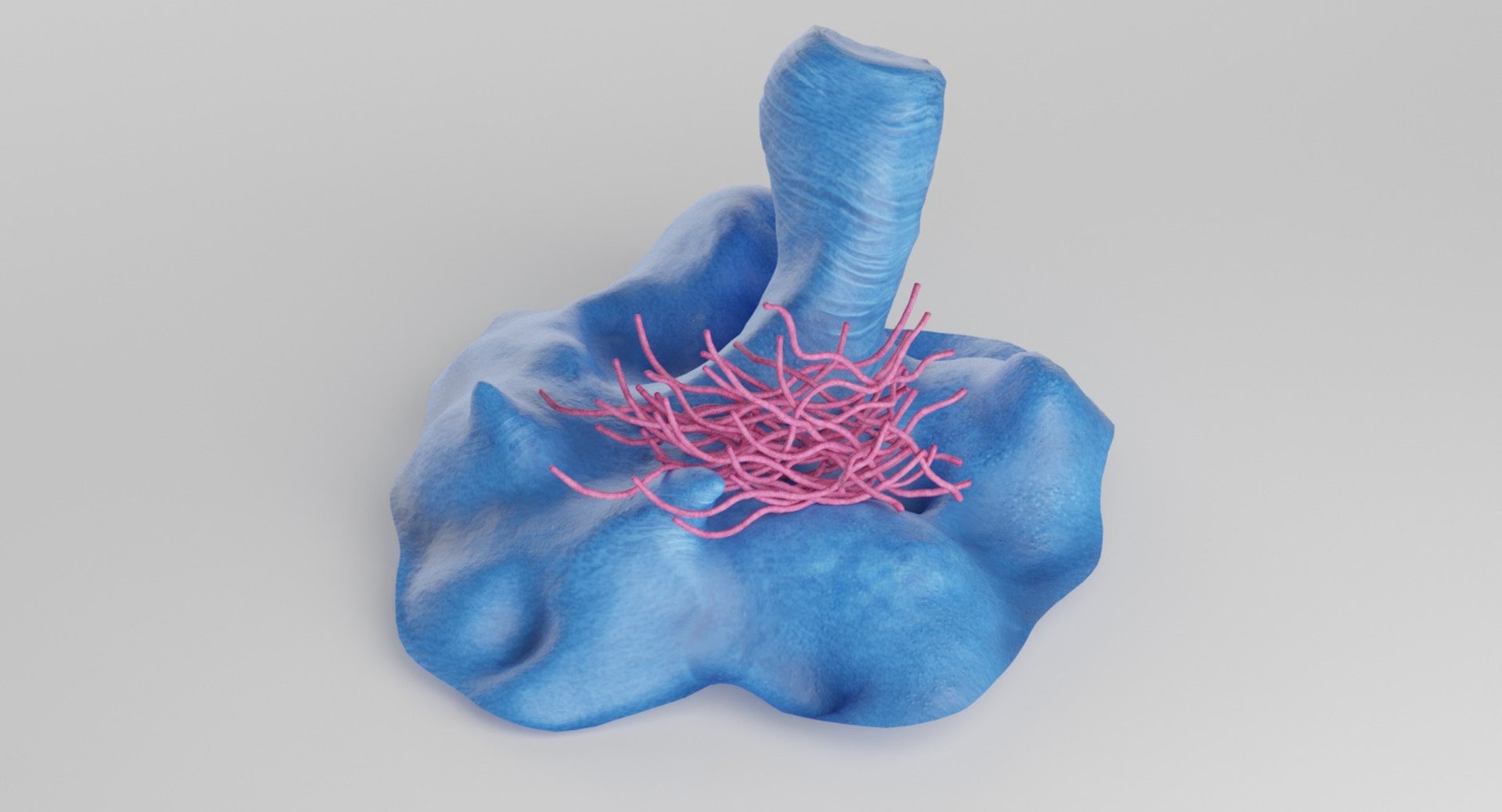 Bacterias anthrax 3D model - TurboSquid 1317399