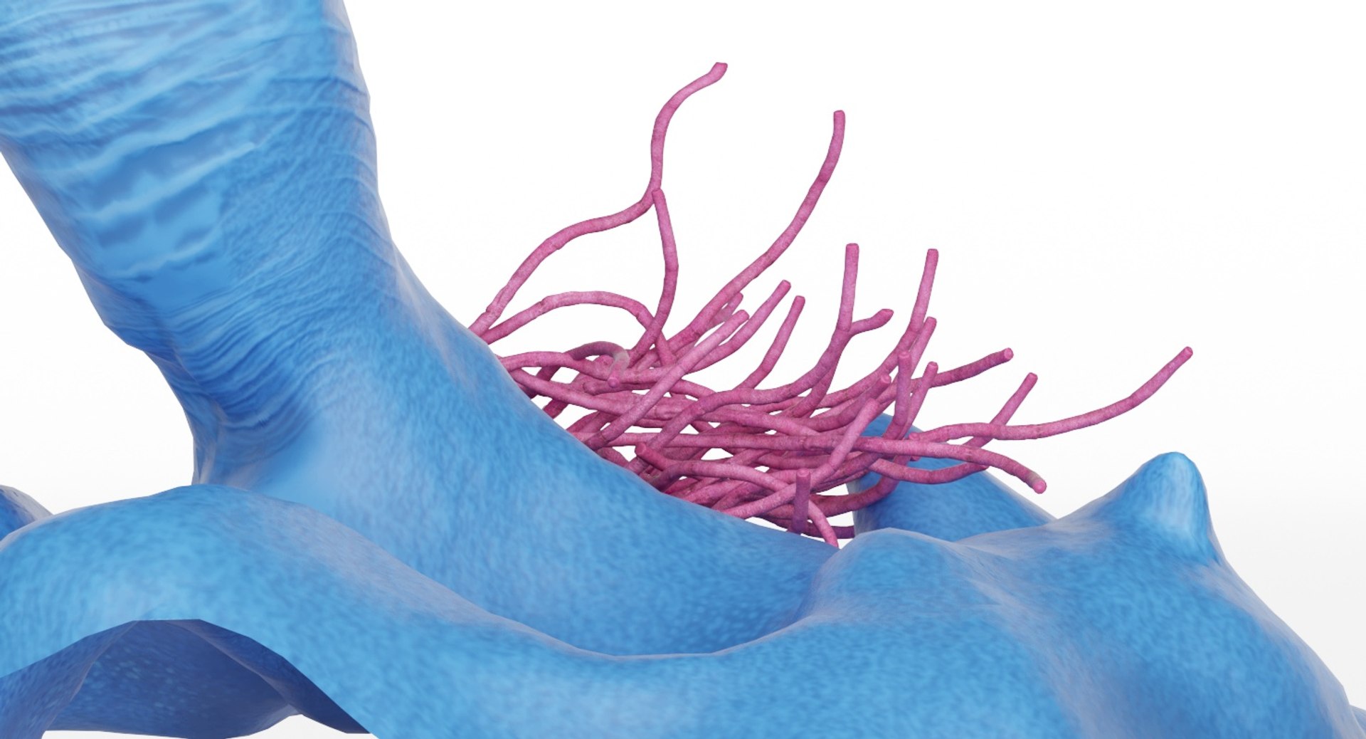 Bacterias anthrax 3D model - TurboSquid 1317399