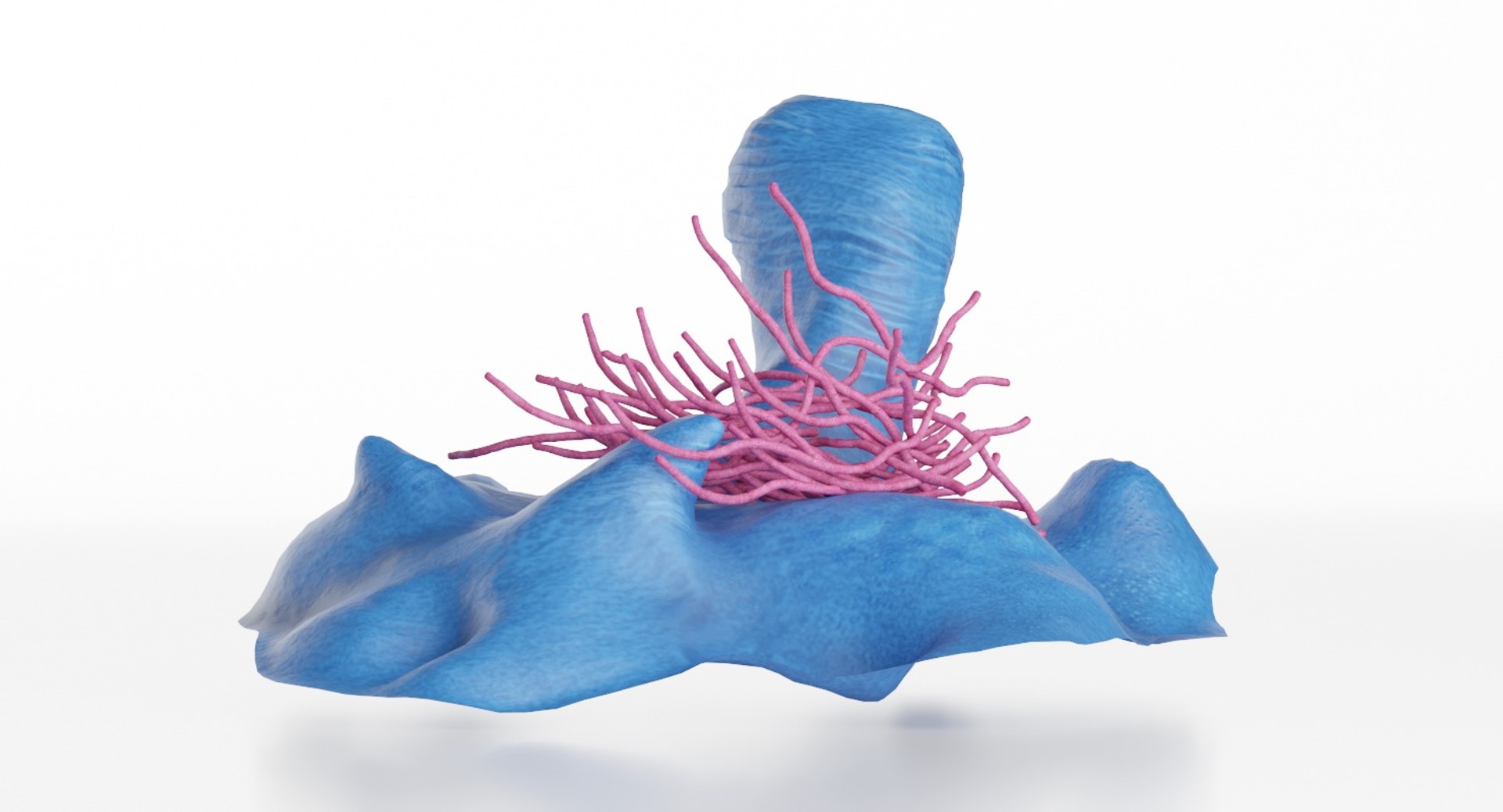 Bacterias anthrax 3D model - TurboSquid 1317399