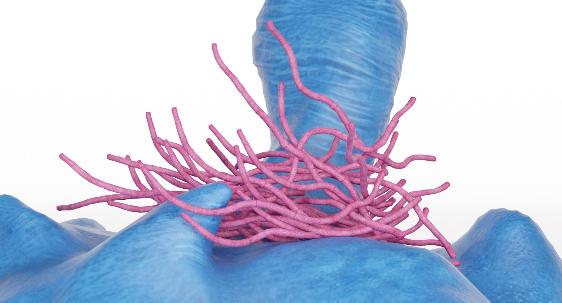 Bacterias anthrax 3D model - TurboSquid 1317399