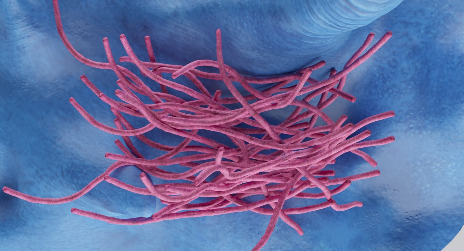 Bacterias anthrax 3D model - TurboSquid 1317399