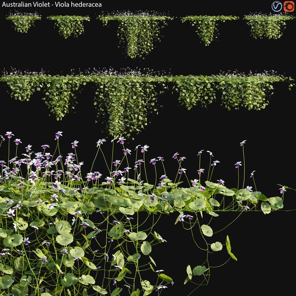 modelo 3d Viola hederacea 02 - TurboSquid 1782880