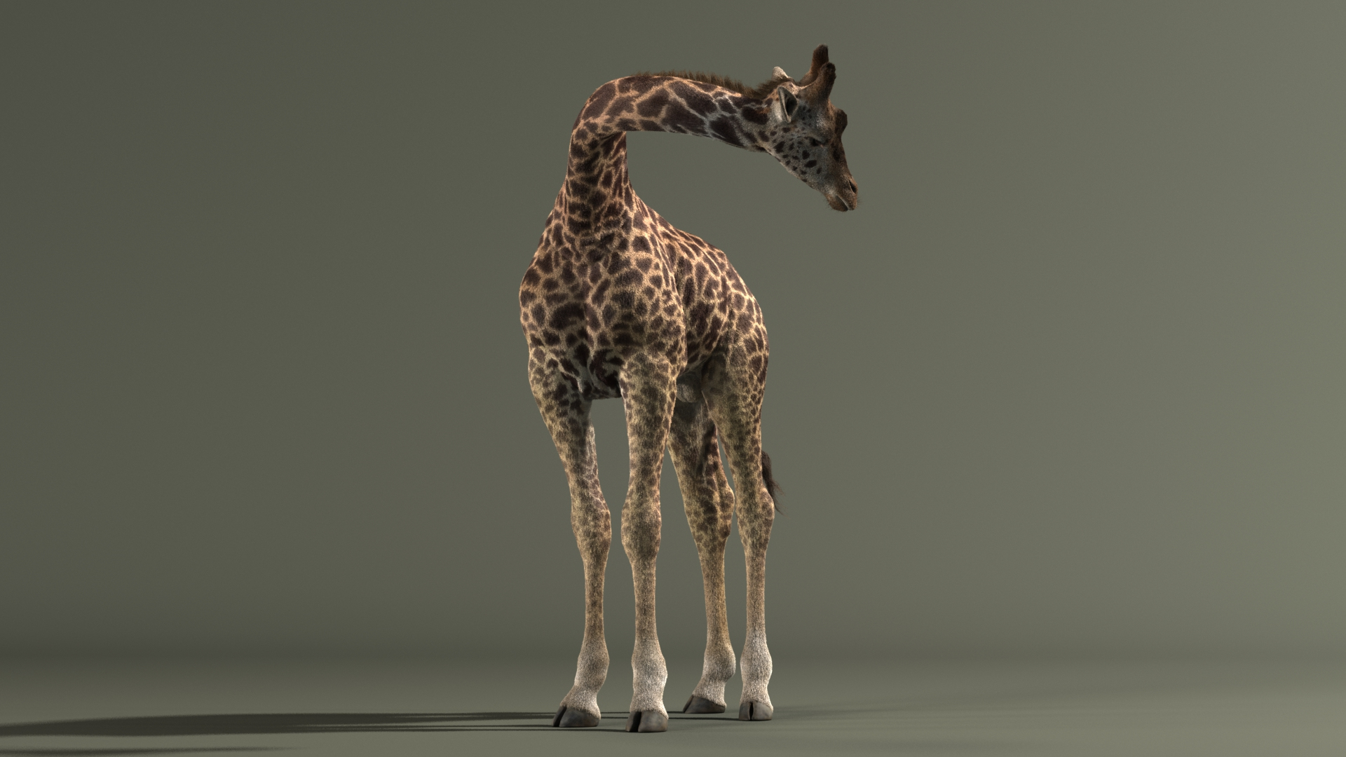 Realistic Giraffe Fur 3D Model - TurboSquid 1461429