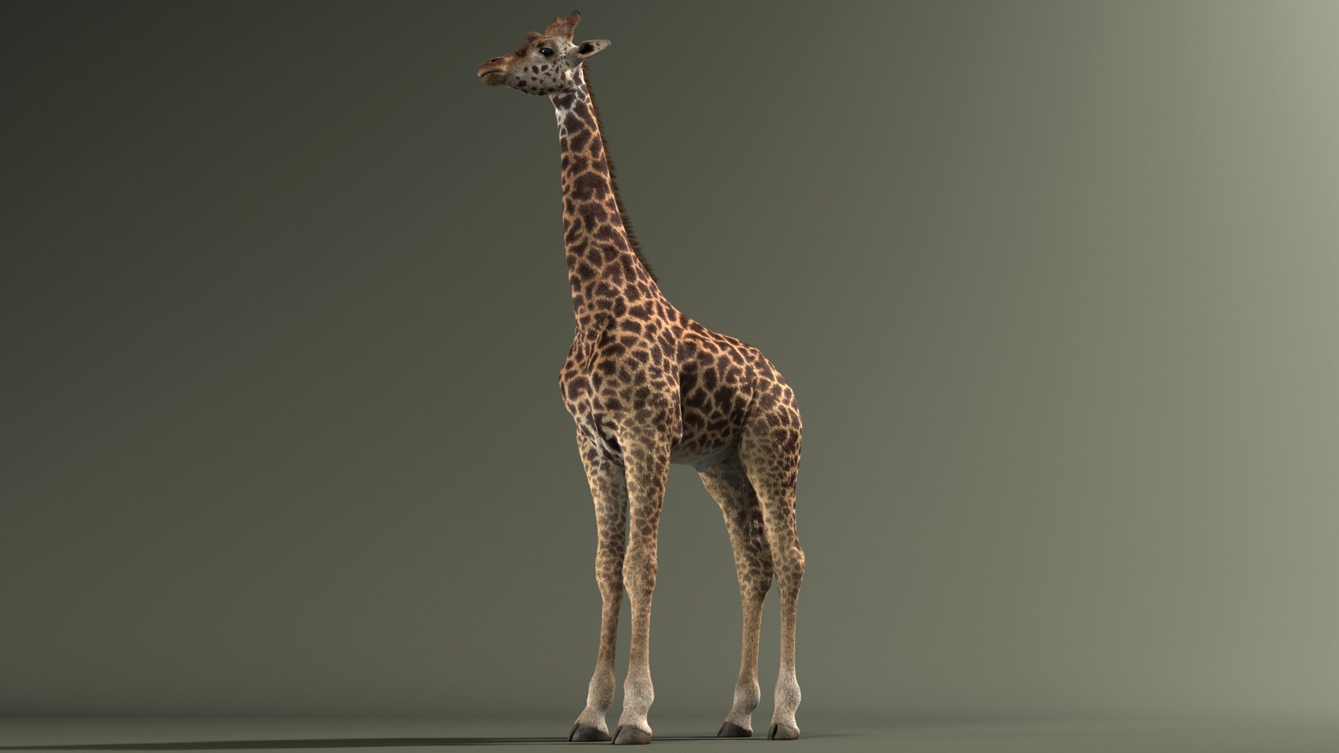 Realistic Giraffe Fur 3D Model - TurboSquid 1461429