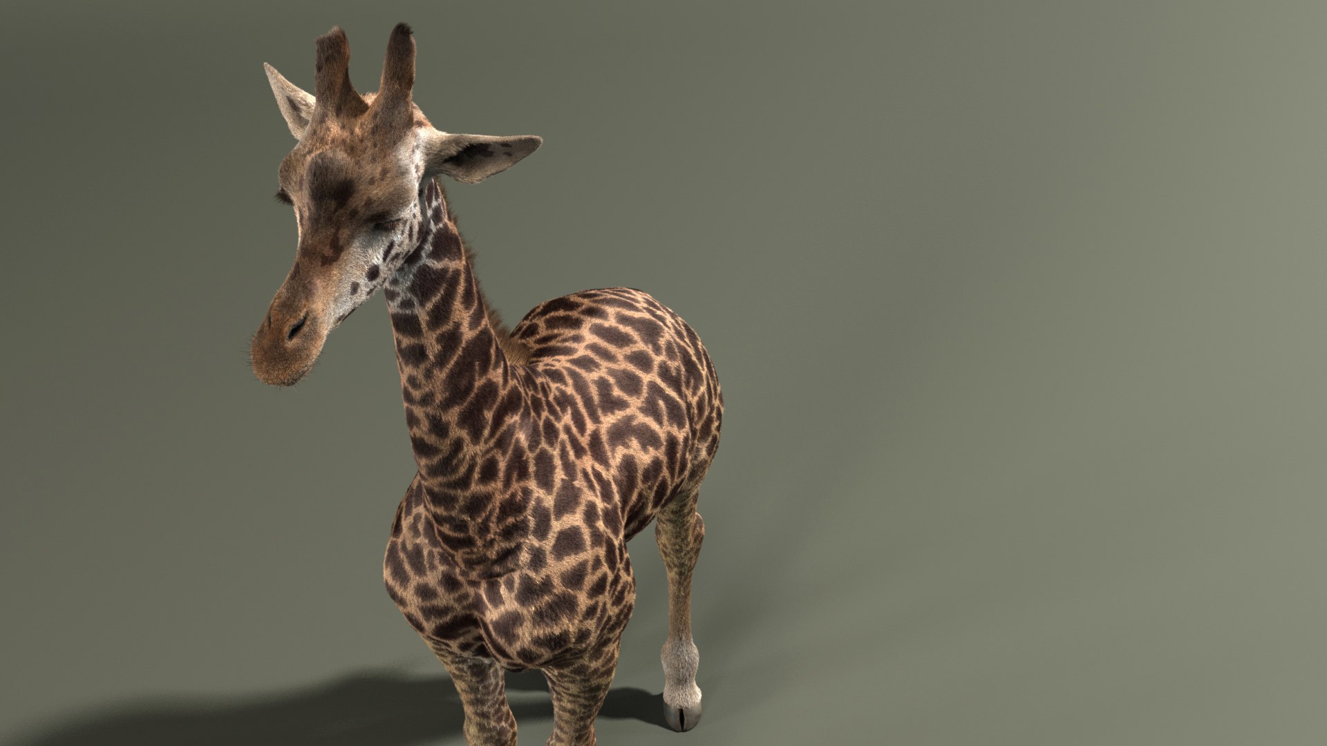 Realistic Giraffe Fur 3D Model - TurboSquid 1461429