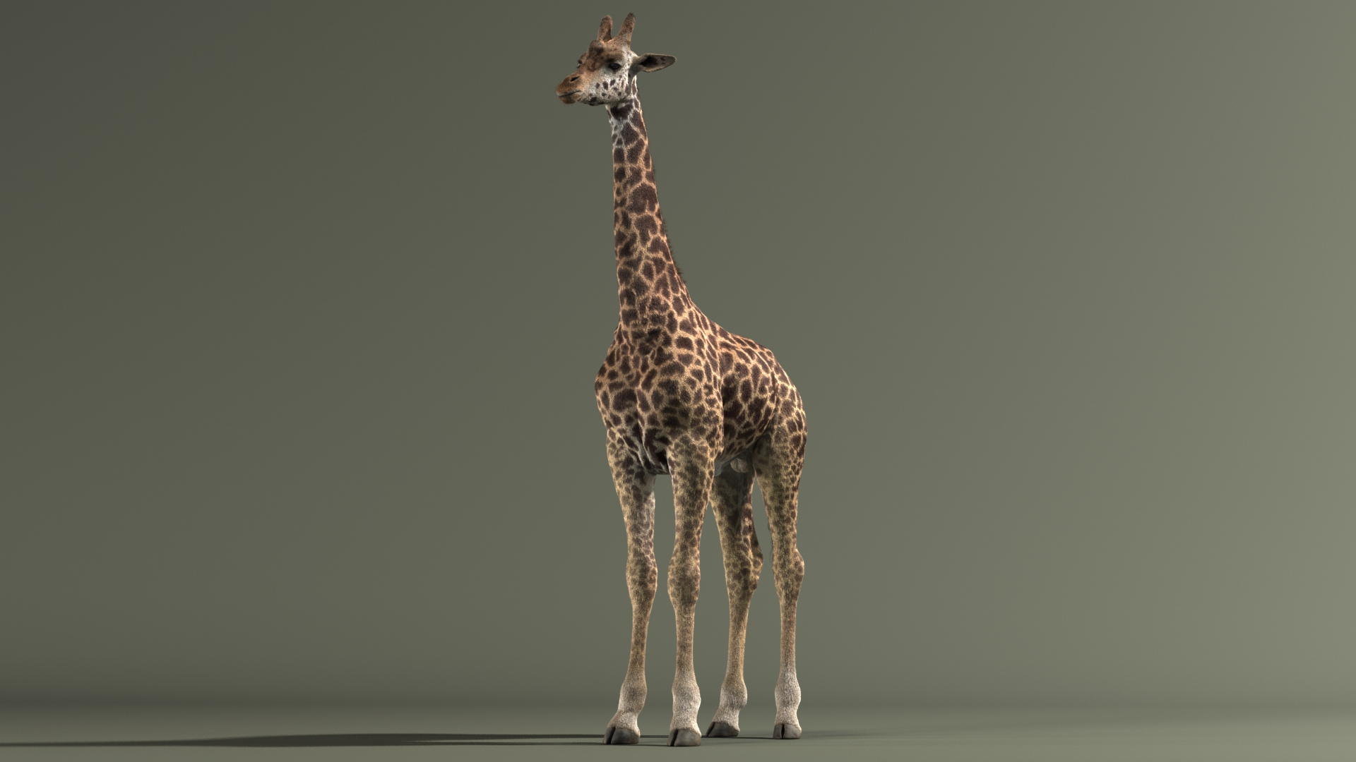 Realistic Giraffe Fur 3D Model - TurboSquid 1461429