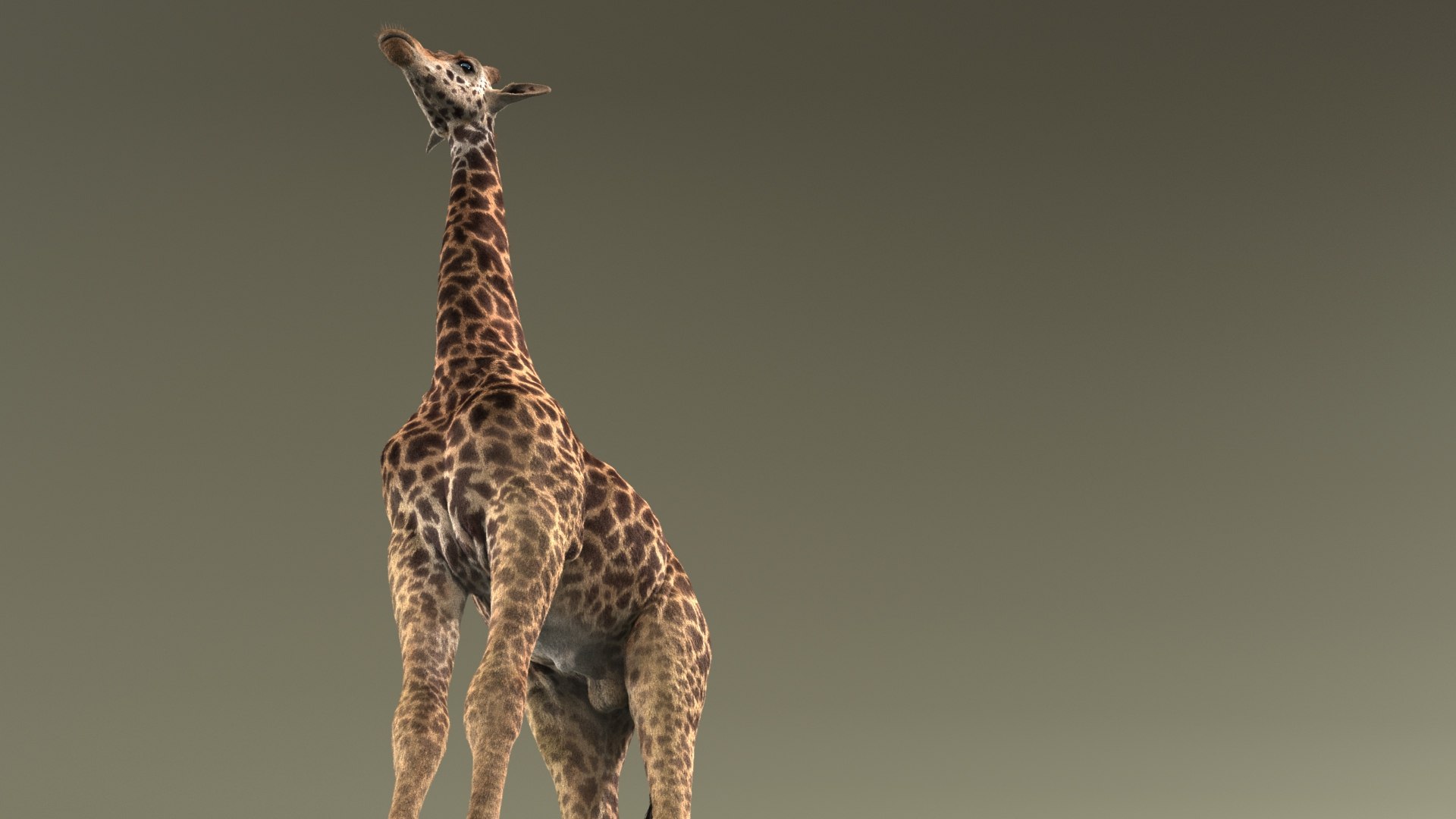 Realistic Giraffe Fur 3D Model - TurboSquid 1461429