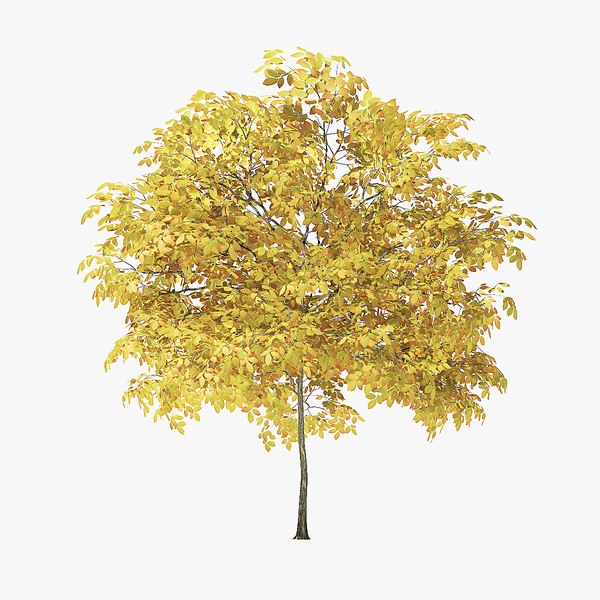 Elm 3D Models for Download | TurboSquid