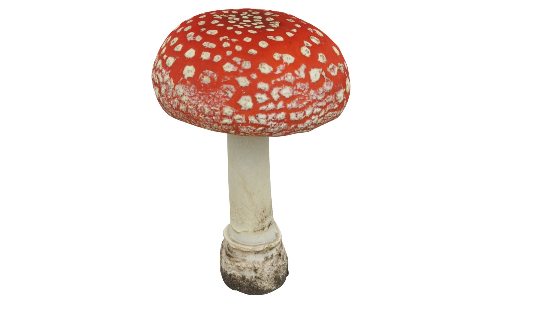 Toadstool 7 3D Model - TurboSquid 2266141