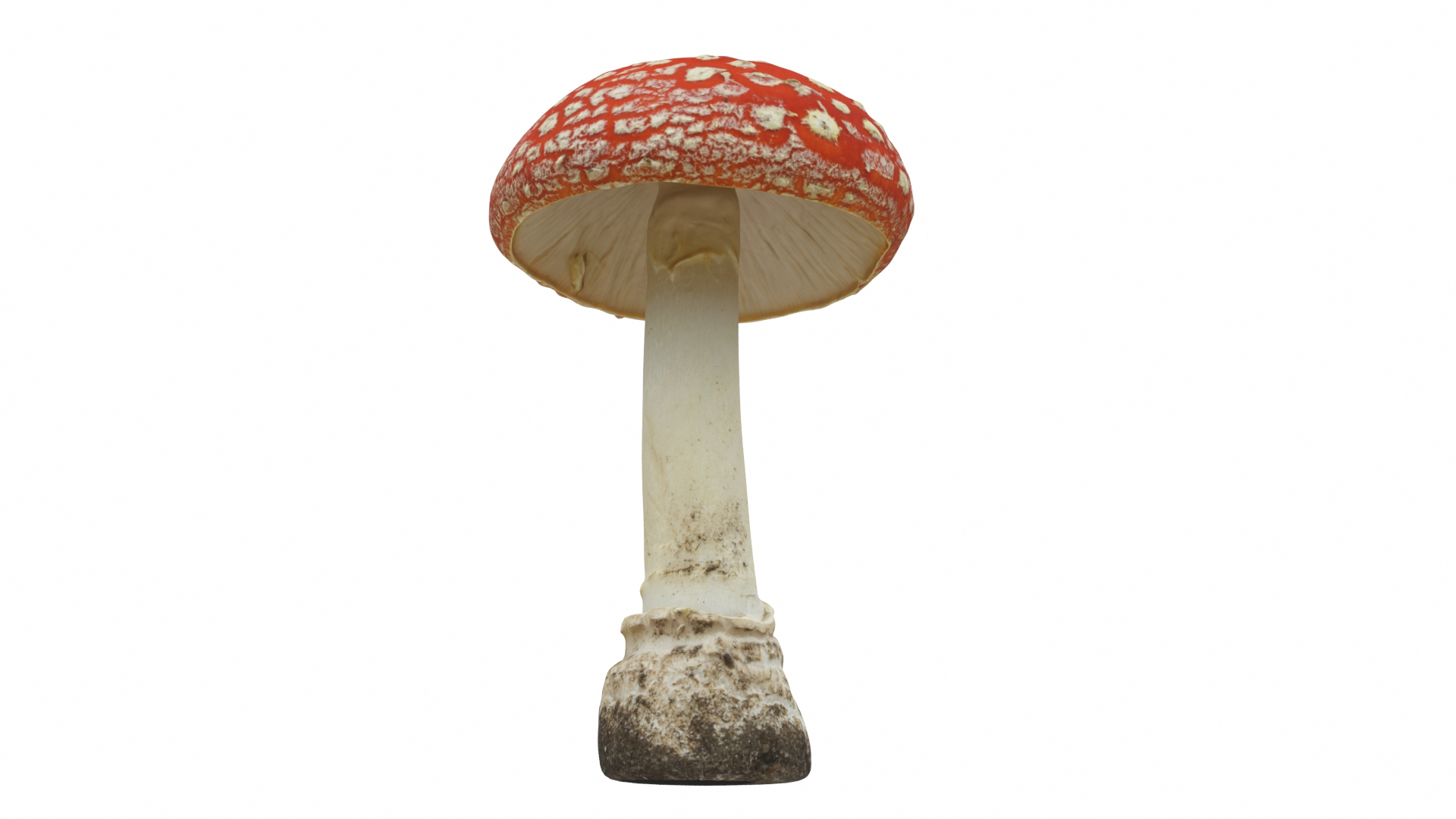 Toadstool 7 3D Model - TurboSquid 2266141