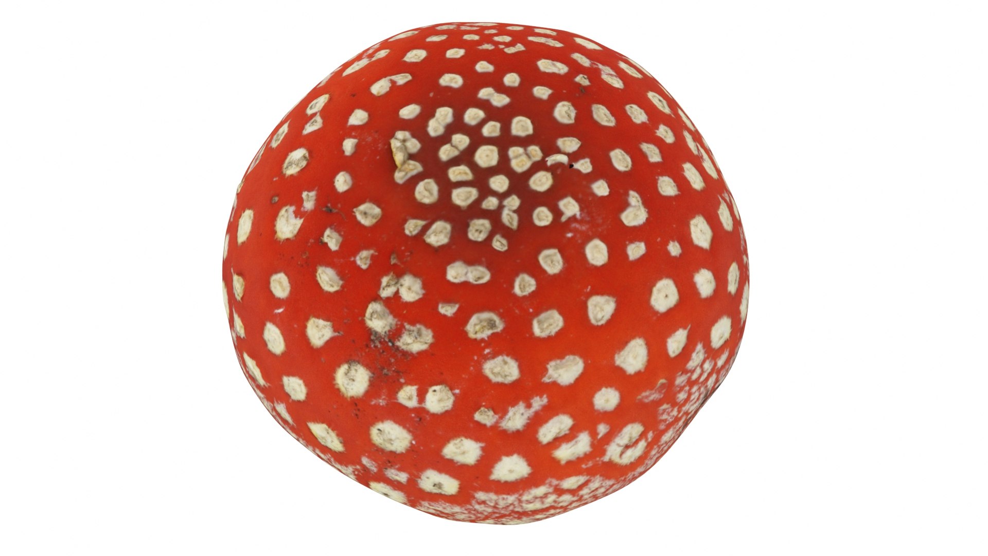 Toadstool 7 3D Model - TurboSquid 2266141