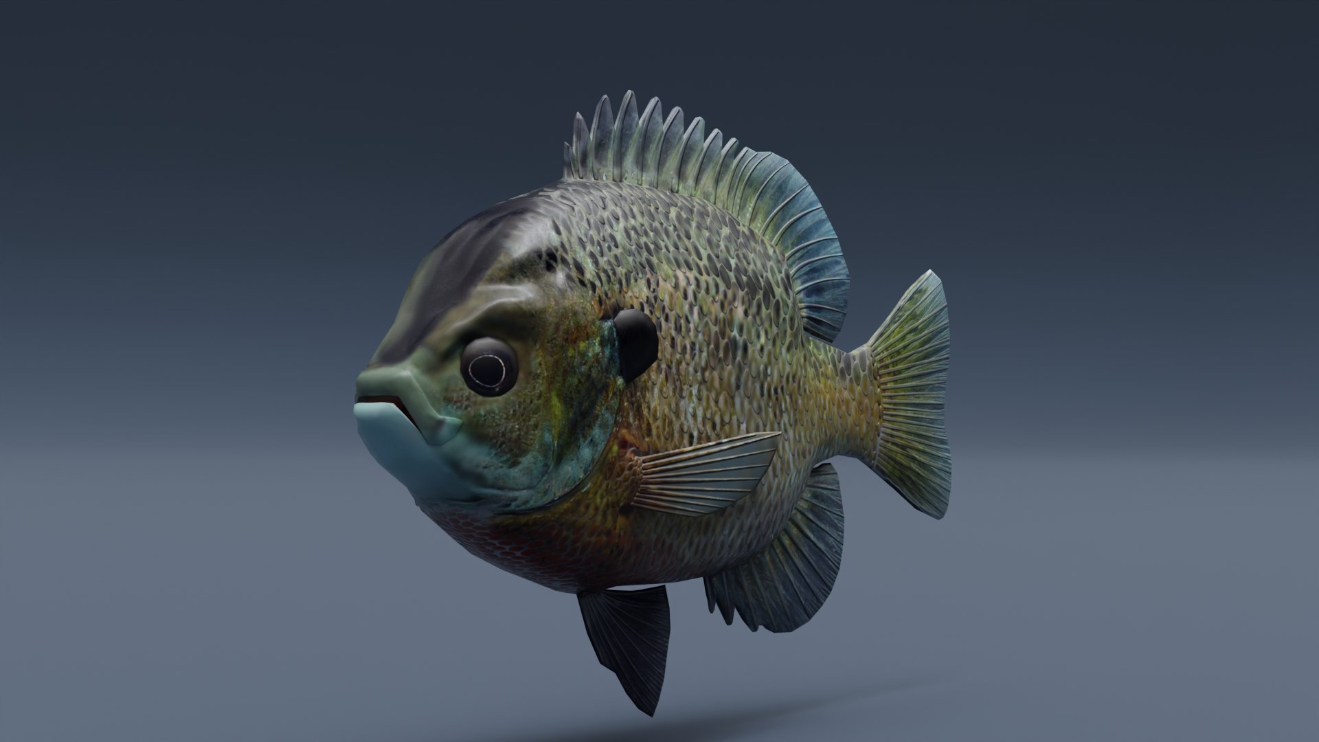3D Bluegill - TurboSquid 2435650