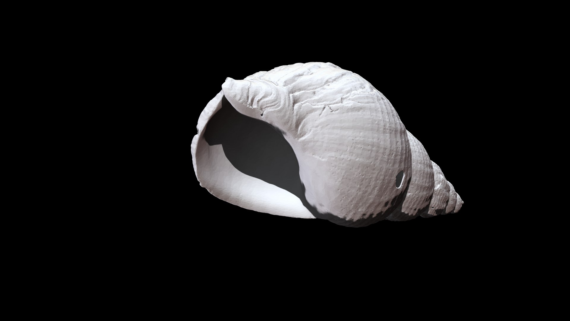 Seashell010 3D Model - TurboSquid 1784279