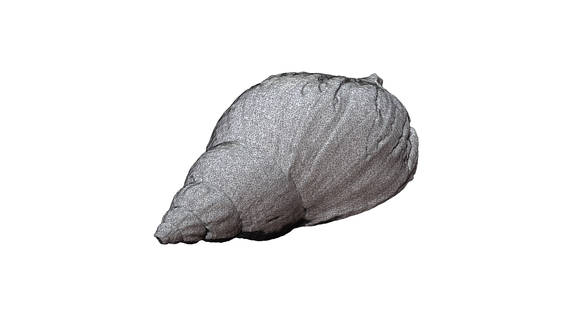 Seashell010 3D Model - TurboSquid 1784279