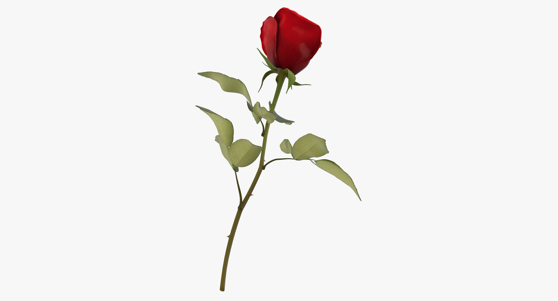 Rose red - 3D - TurboSquid 1344354