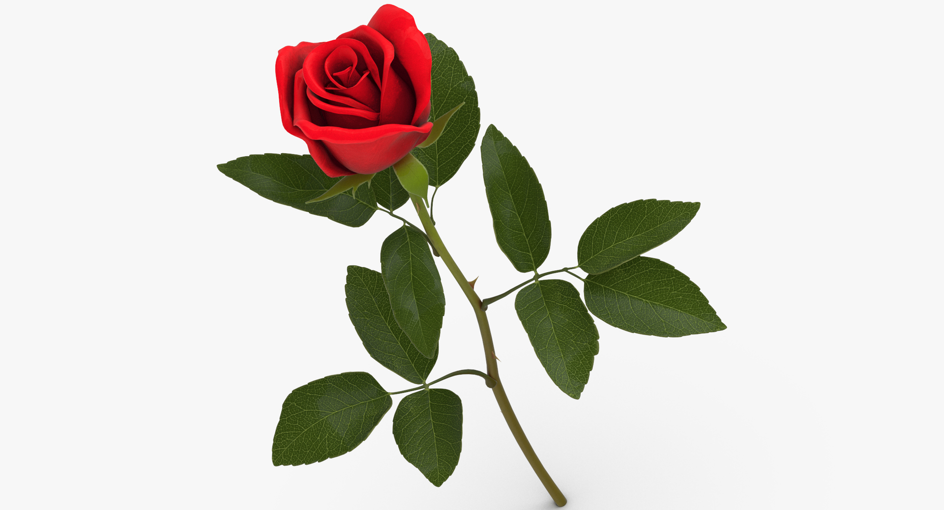 Rose red - 3D - TurboSquid 1344354