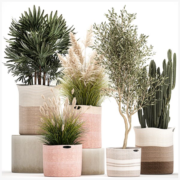 3D Reed Models | TurboSquid