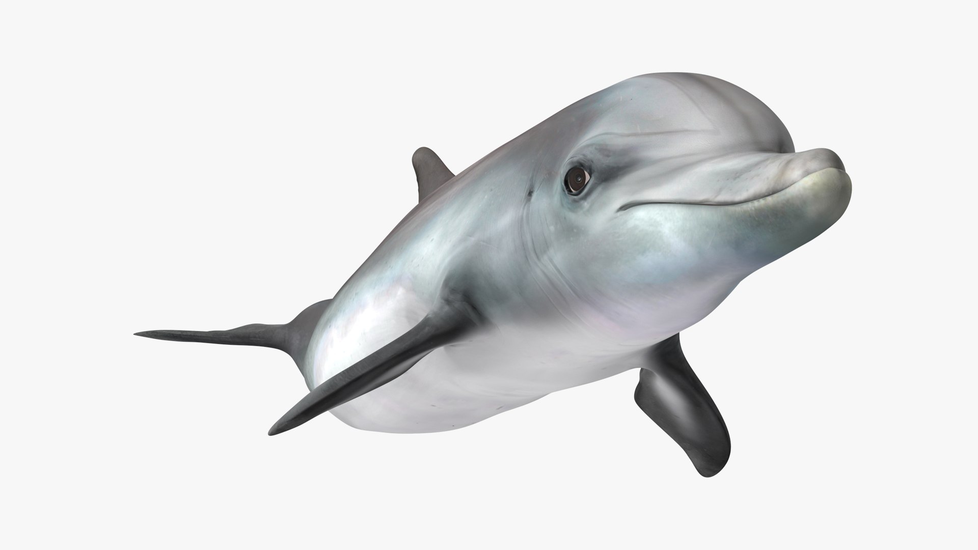 3D Dolphin Swimming Animated for Cinema 4D - TurboSquid 2136615