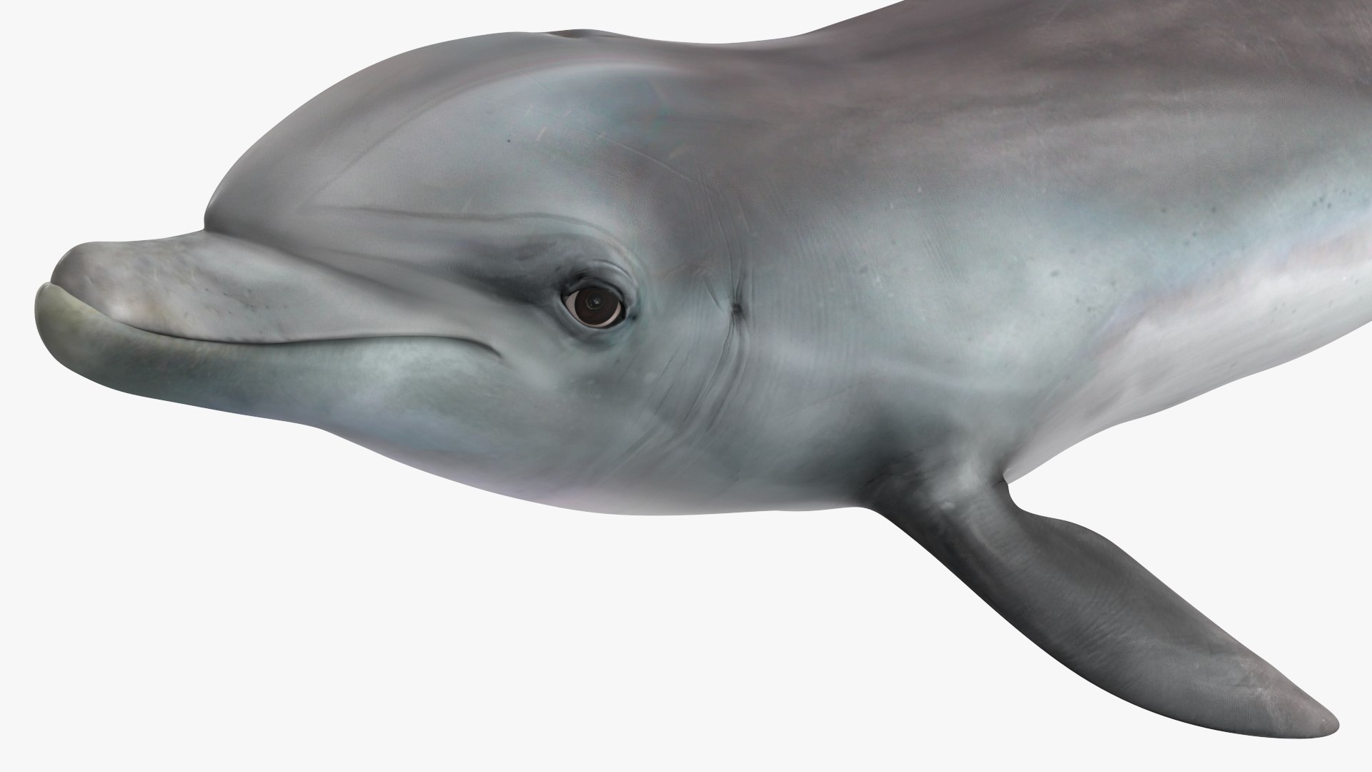 3D Dolphin Swimming Animated for Cinema 4D - TurboSquid 2136615