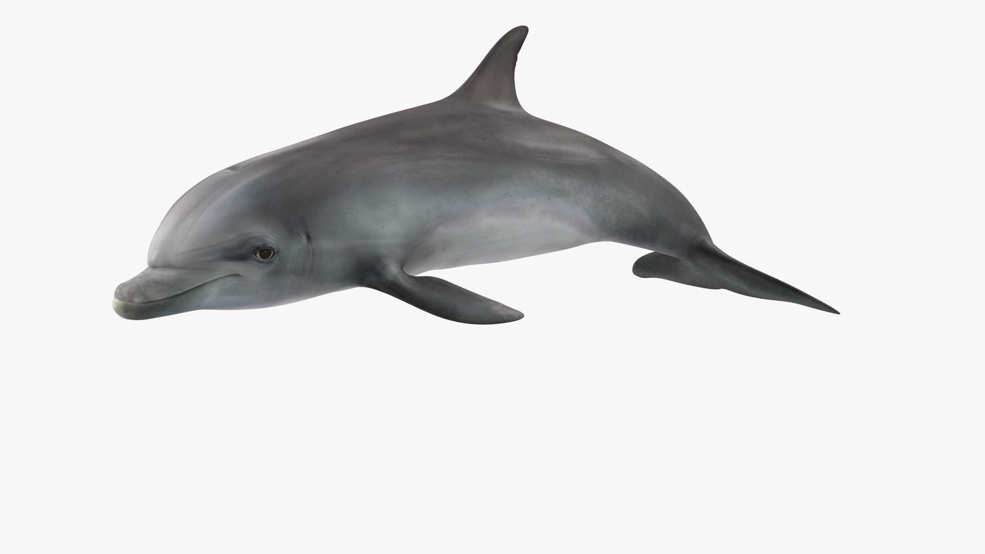 3D Dolphin Swimming Animated For Cinema 4D - TurboSquid 2136615