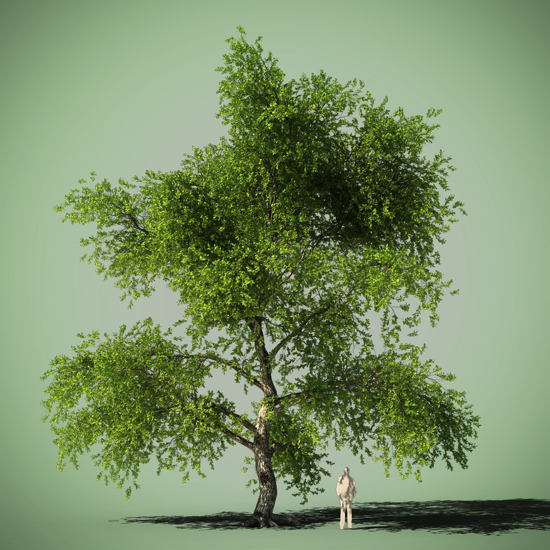 3d Model Oak Tree Hq