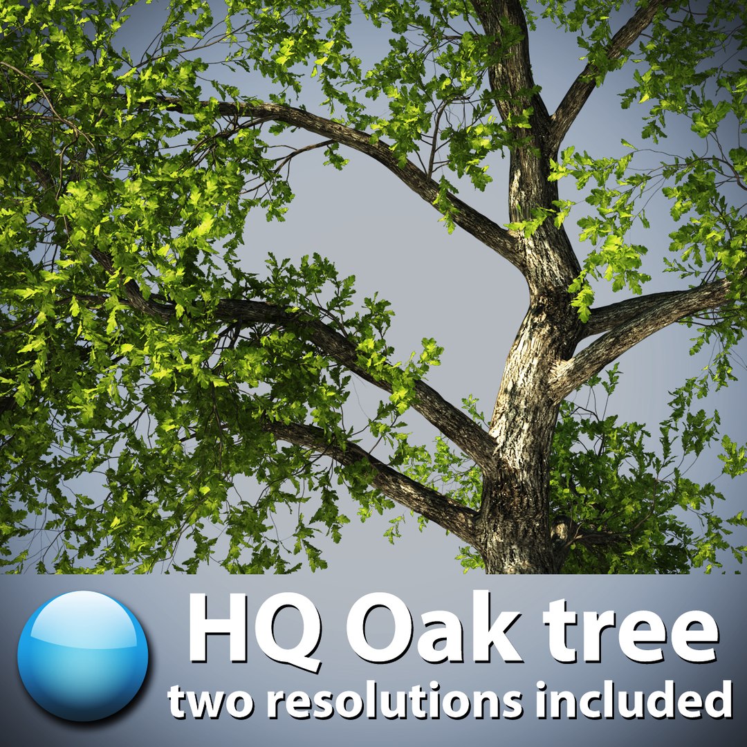 3d Model Oak Tree Hq