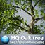 3d Model Oak Tree Hq