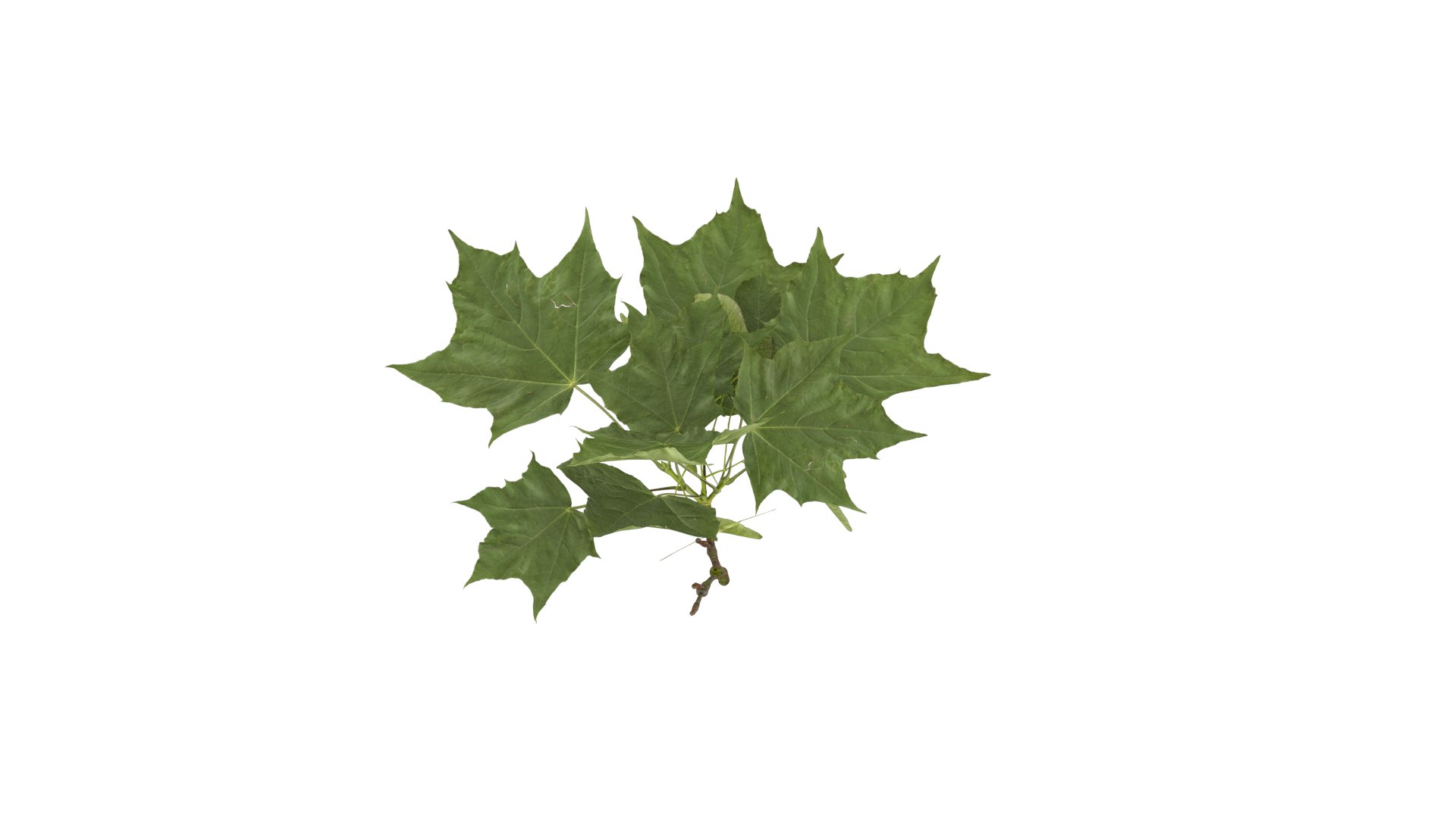 Captivating Cappadocian Maple Twig Realistic Nature Simulation 3D model ...