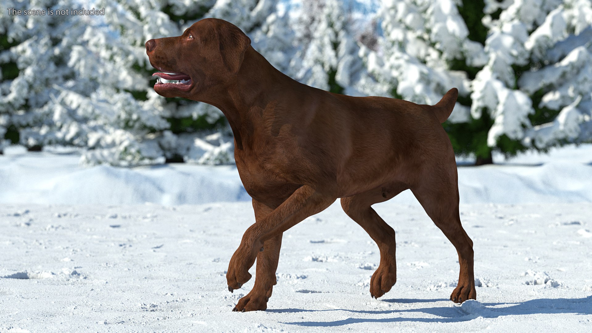 3D Model Labrador Dog Brown Walking - TurboSquid 1824394