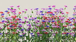 3D Carnation Models - Browse & Download Formats - TurboSquid