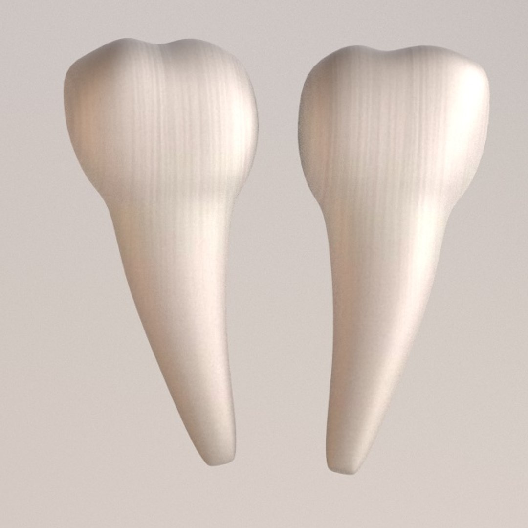 Second Premolar 3d Model
