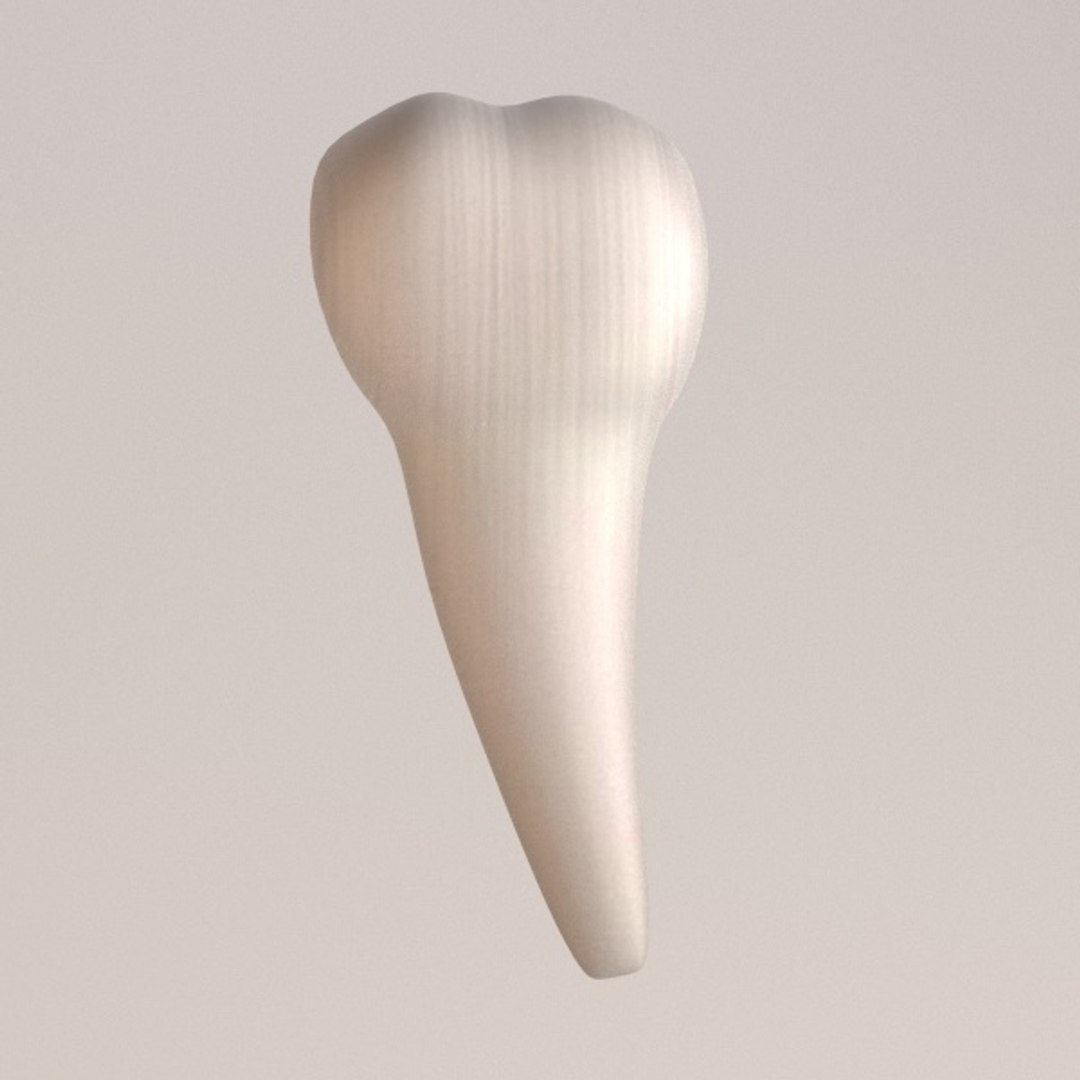 Second Premolar 3d Model