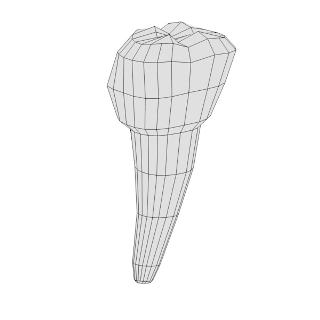 Second Premolar 3d Model