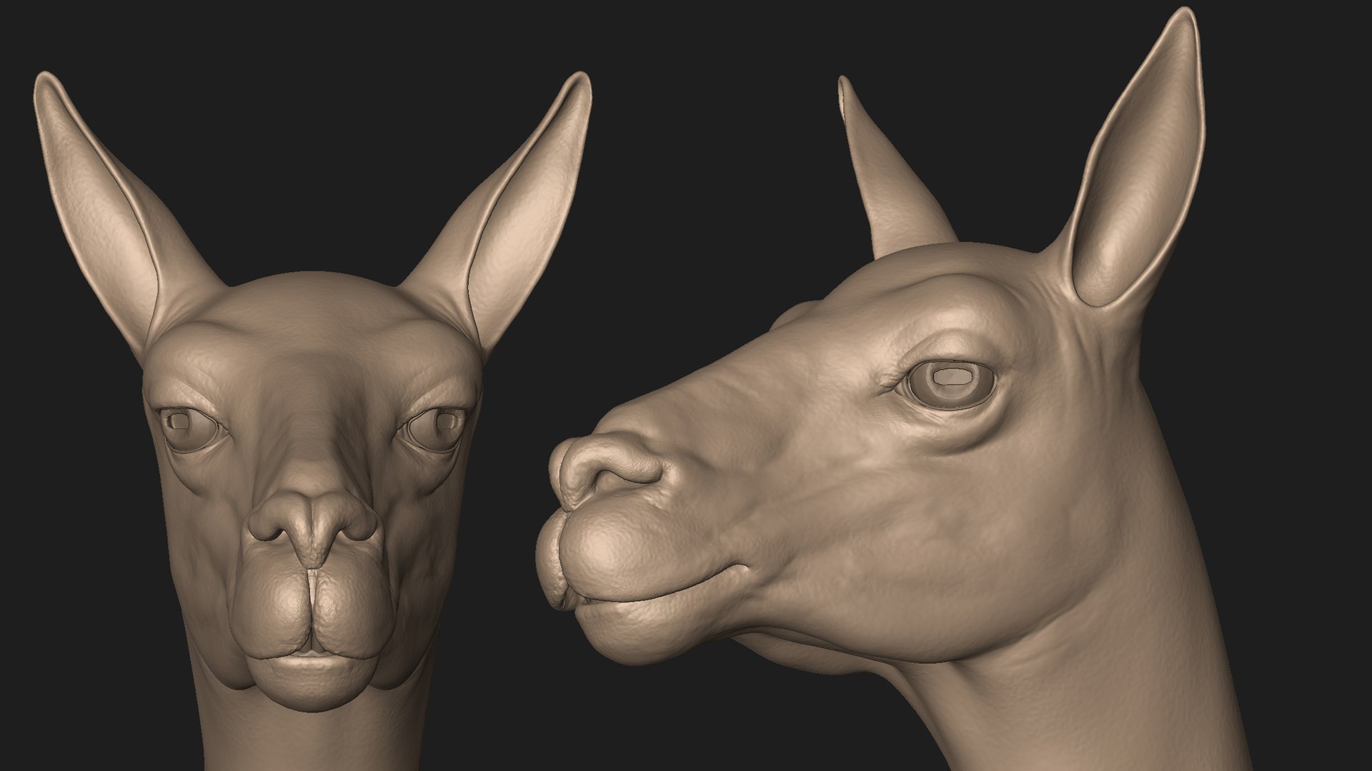Alpaca 3D Model - TurboSquid 2010399