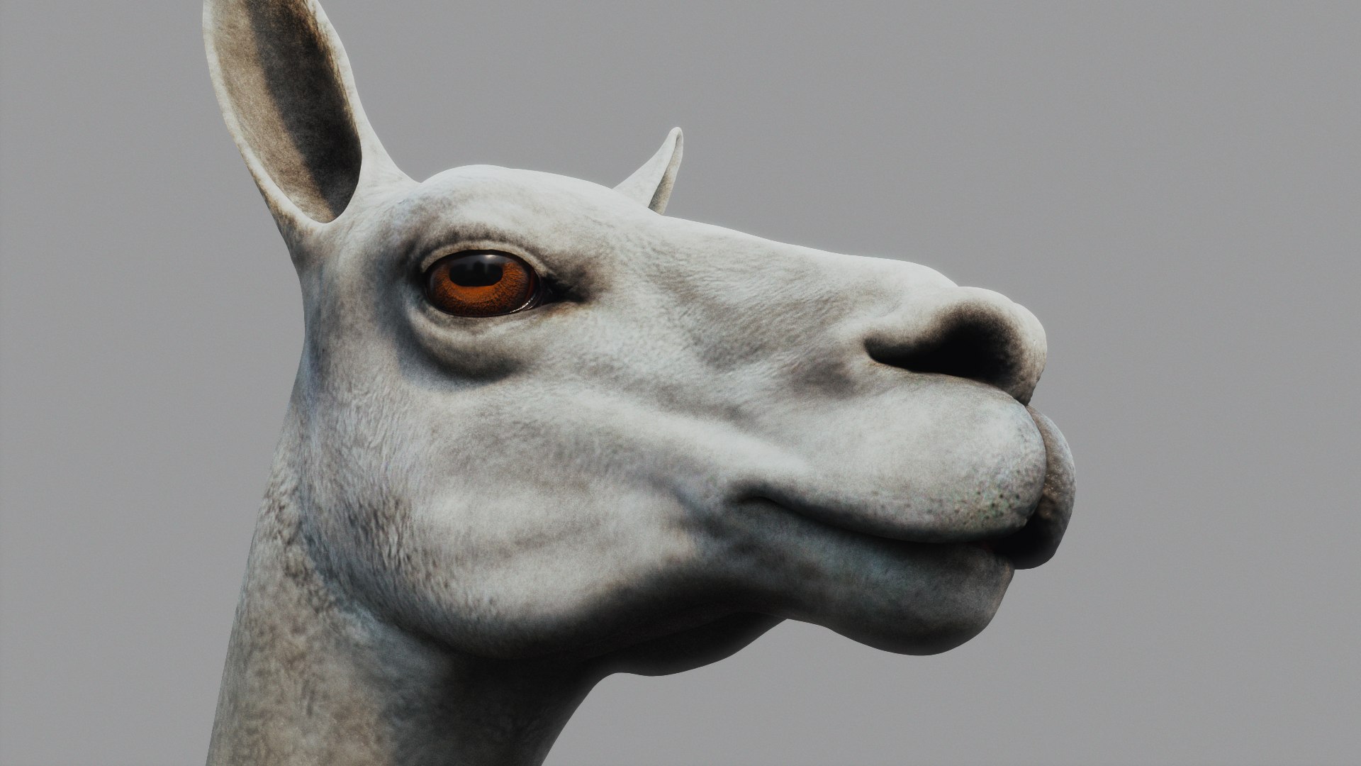 Alpaca 3D Model - TurboSquid 2010399