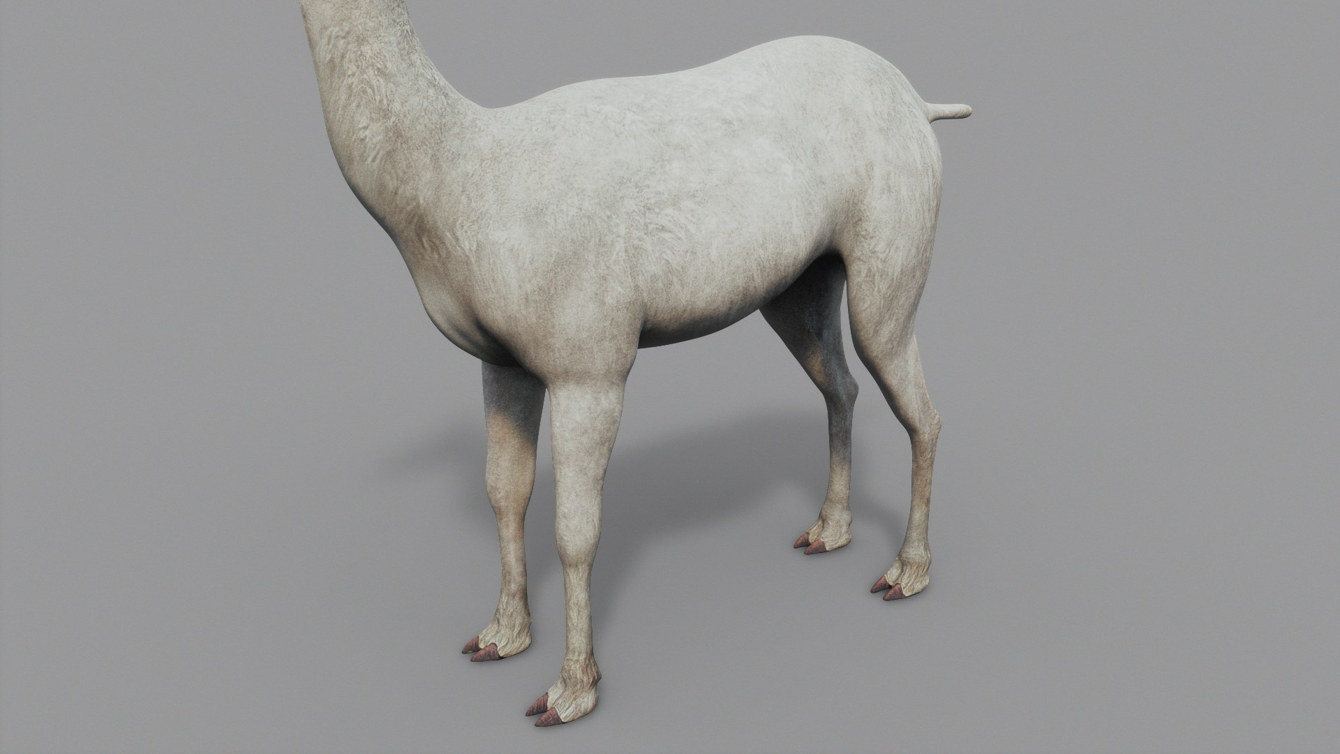 Alpaca 3D Model - TurboSquid 2010399