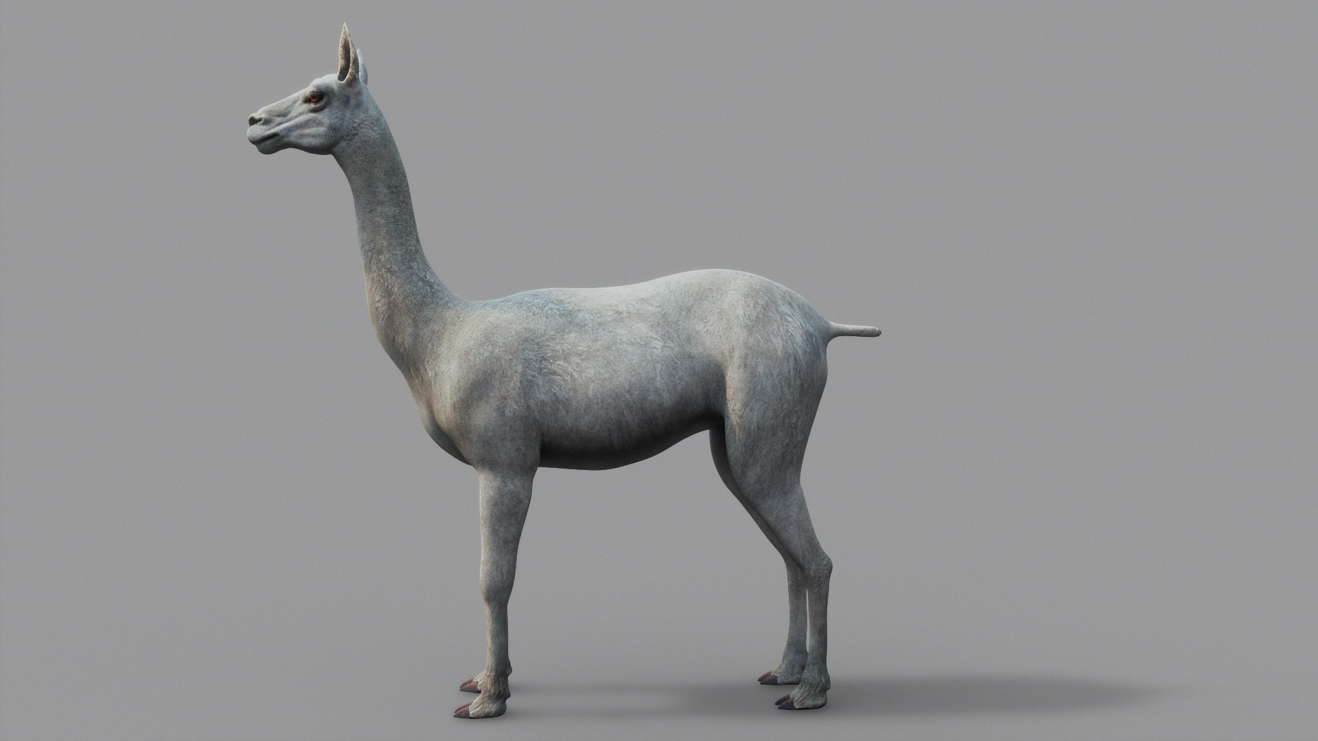 Alpaca 3D Model - TurboSquid 2010399